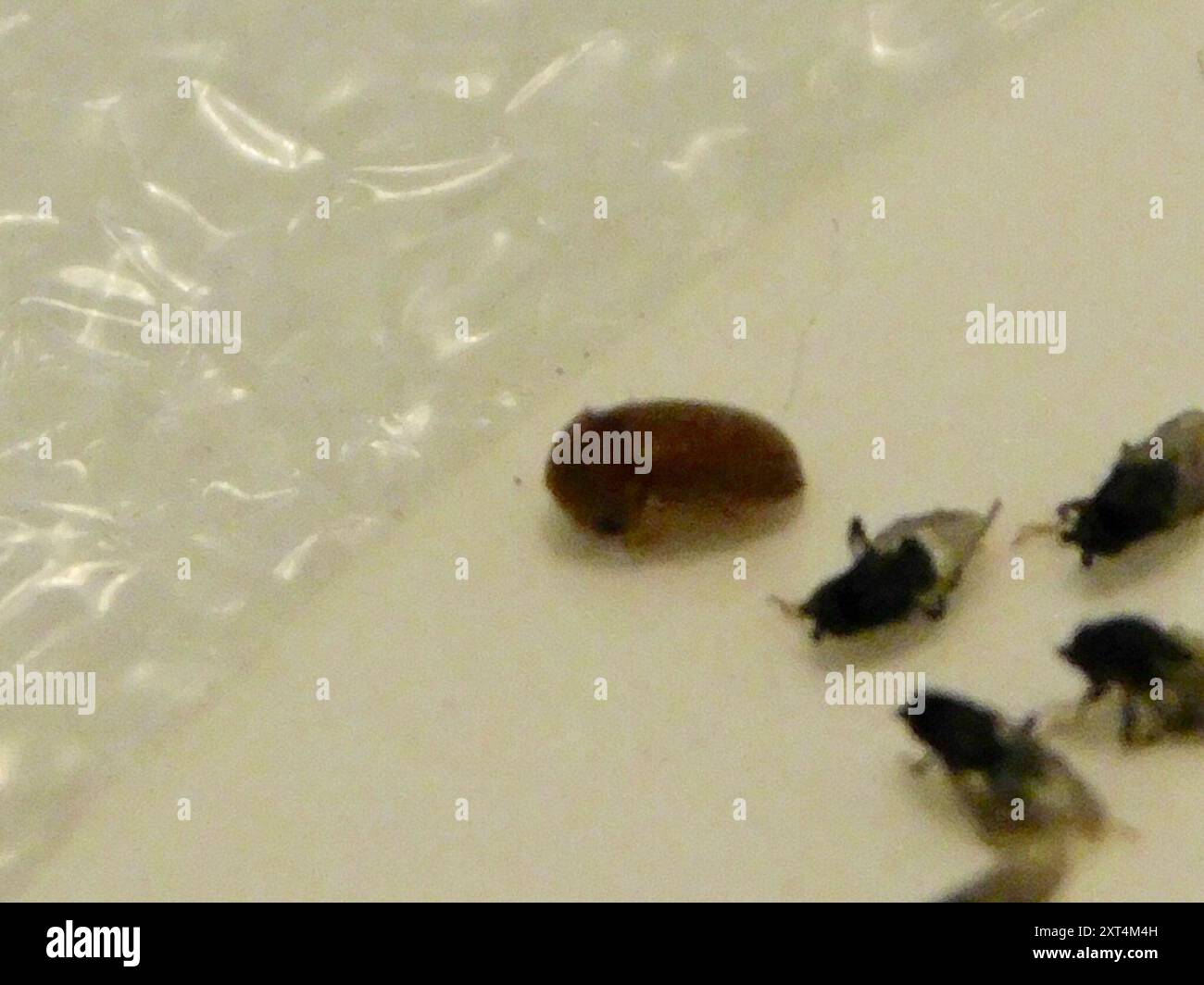 Tobacco Beetle (Lasioderma serricorne) Insecta Stock Photo - Alamy