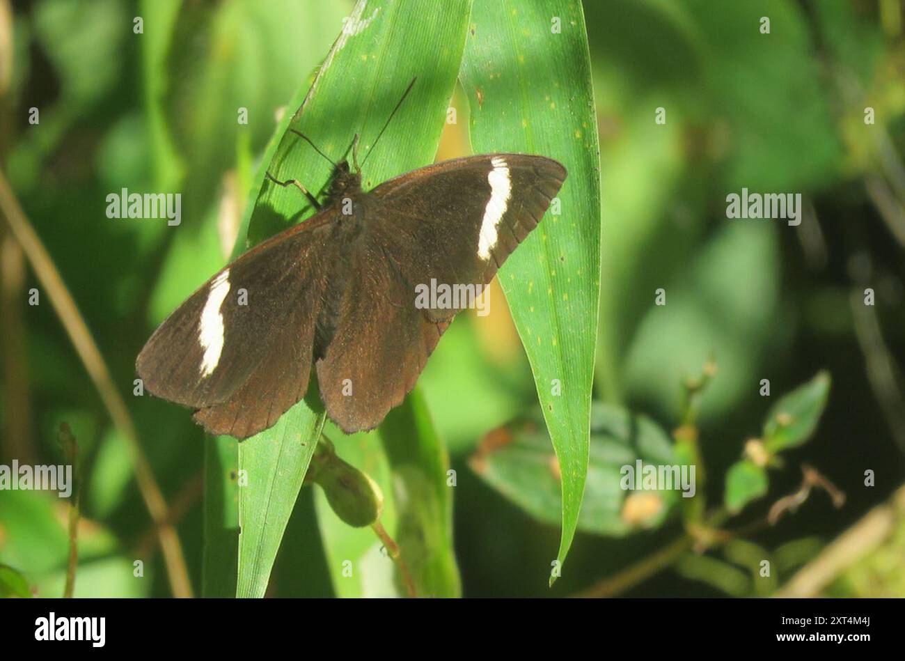 White-bar Mountain Satyr (Pedaliodes palaepolis) Insecta Stock Photo ...