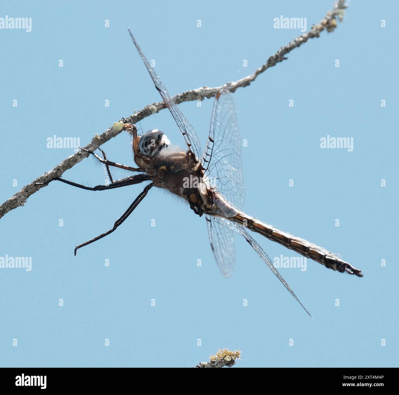 Dot-winged Baskettail (Epitheca petechialis) Insecta Stock Photo - Alamy