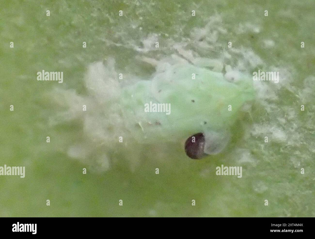 Flatid Planthoppers (Flatidae) Insecta Stock Photo - Alamy