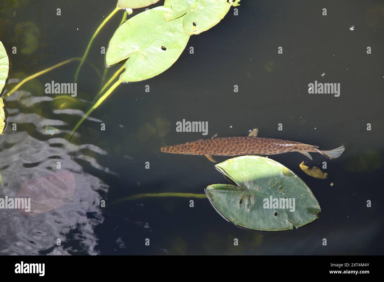Florida Gar (Lepisosteus platyrhincus) Actinopterygii Stock Photo - Alamy