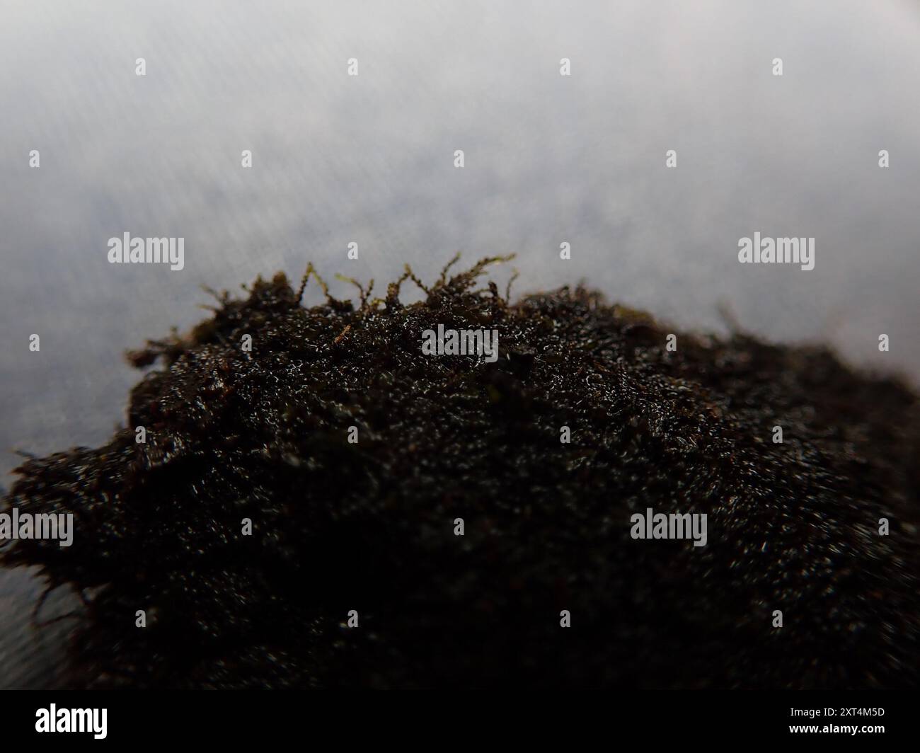 leafy and simple thalloid liverworts (Jungermanniopsida) Plantae Stock ...