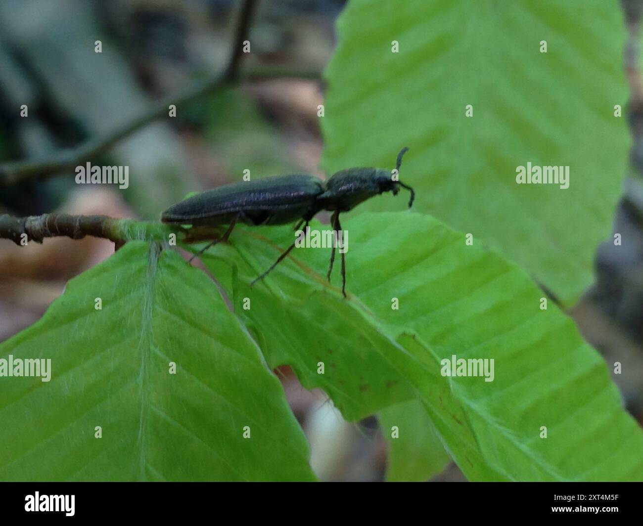 Cylindrical Click Beetle (Sylvanelater cylindriformis) Insecta Stock ...