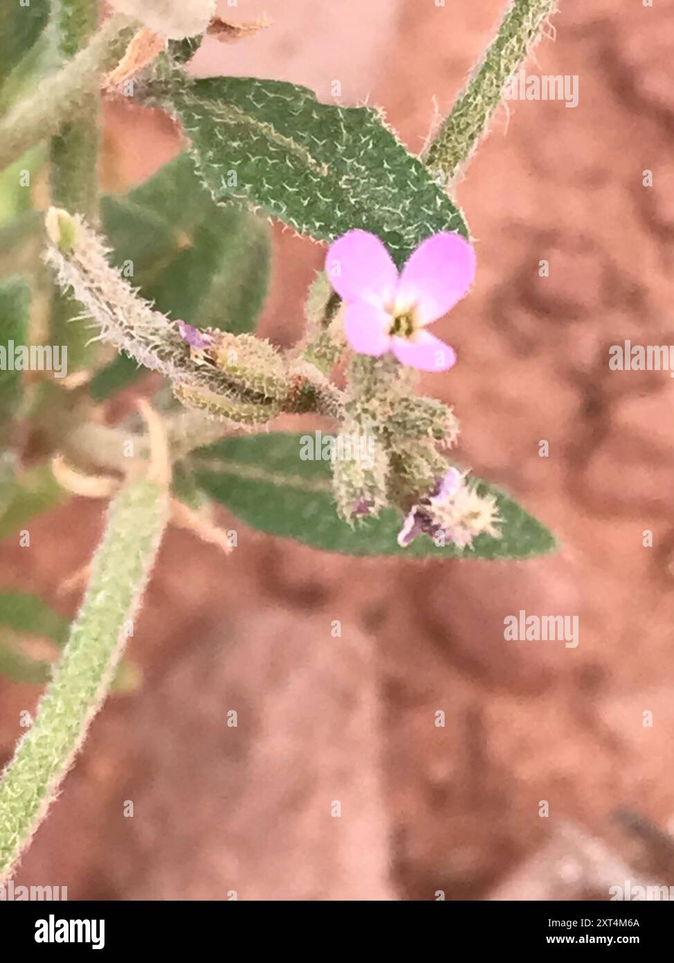 African mustard (Strigosella africana) Plantae Stock Photo - Alamy