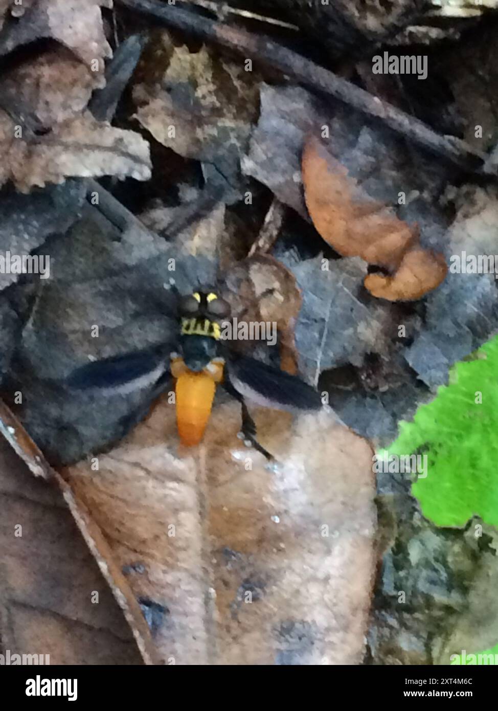 Feather-legged Flies (Trichopoda) Insecta Stock Photo - Alamy