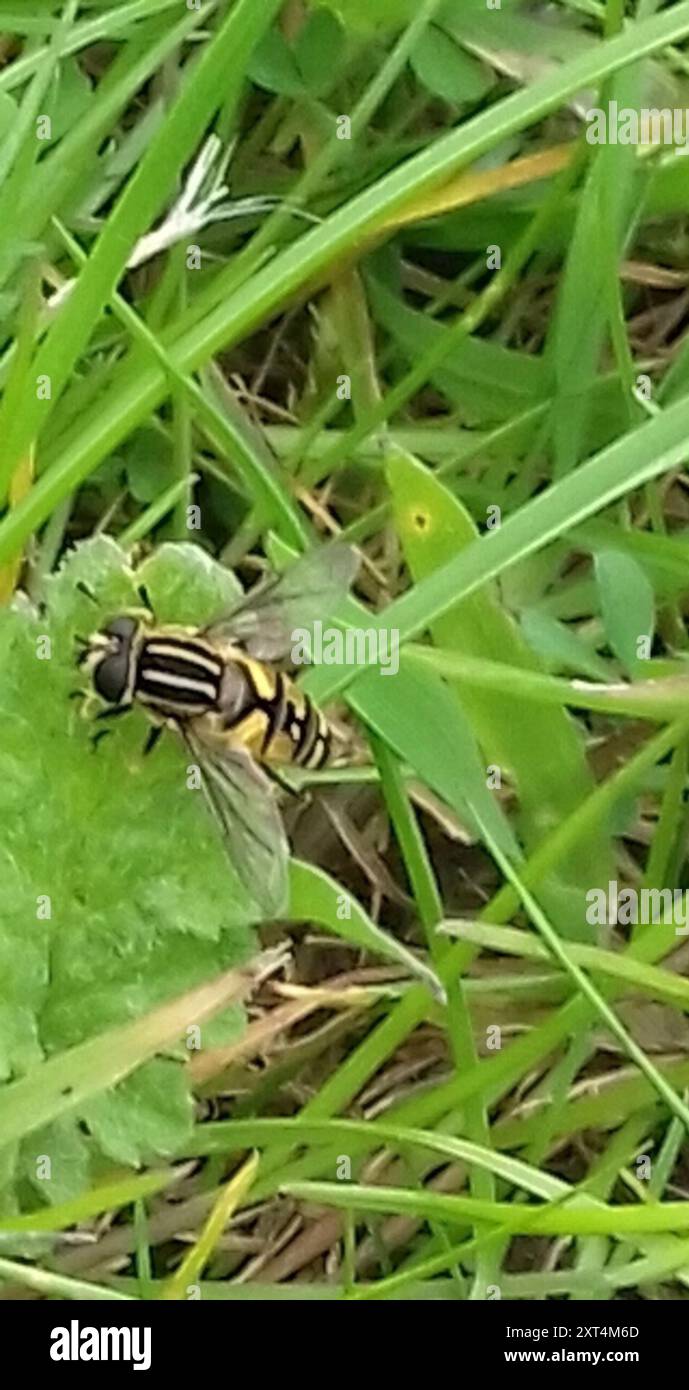 Sun Fly (Helophilus pendulus) Insecta Stock Photo - Alamy