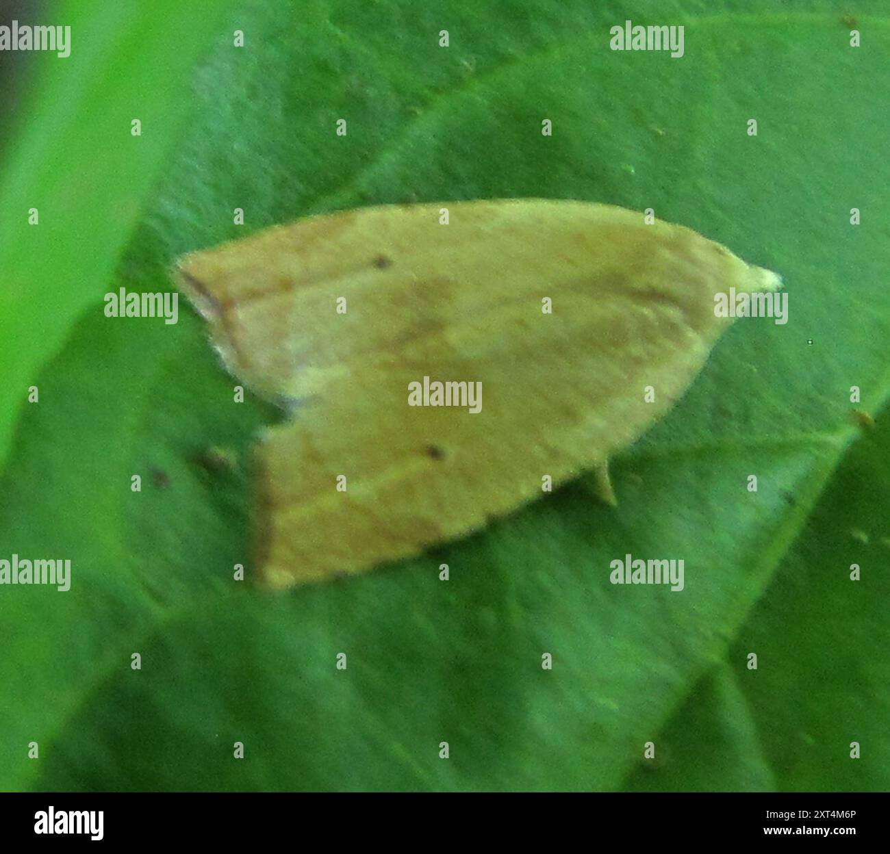 Batman Moth (Coelostathma discopunctana) Insecta Stock Photo - Alamy