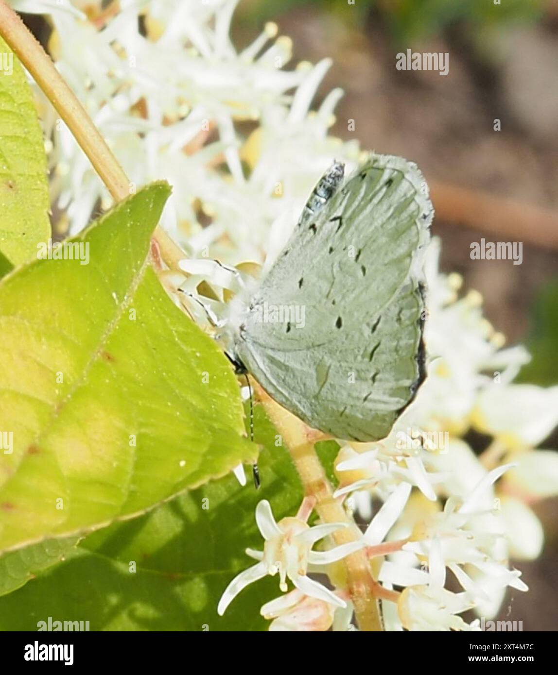 Summer Azure (Celastrina neglecta) Insecta Stock Photo - Alamy