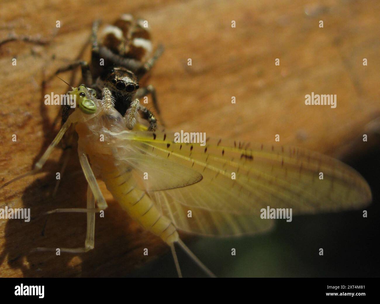 Light Cahills (Stenacron) Insecta Stock Photo - Alamy