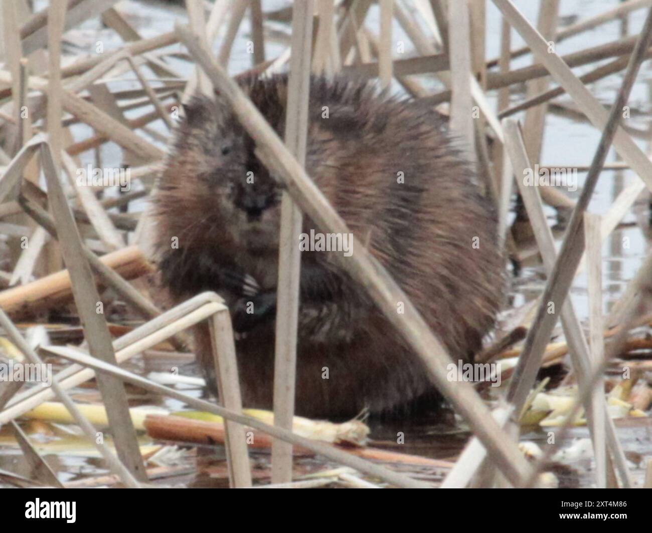 Muskrat (Ondatra zibethicus) Mammalia Stock Photo - Alamy