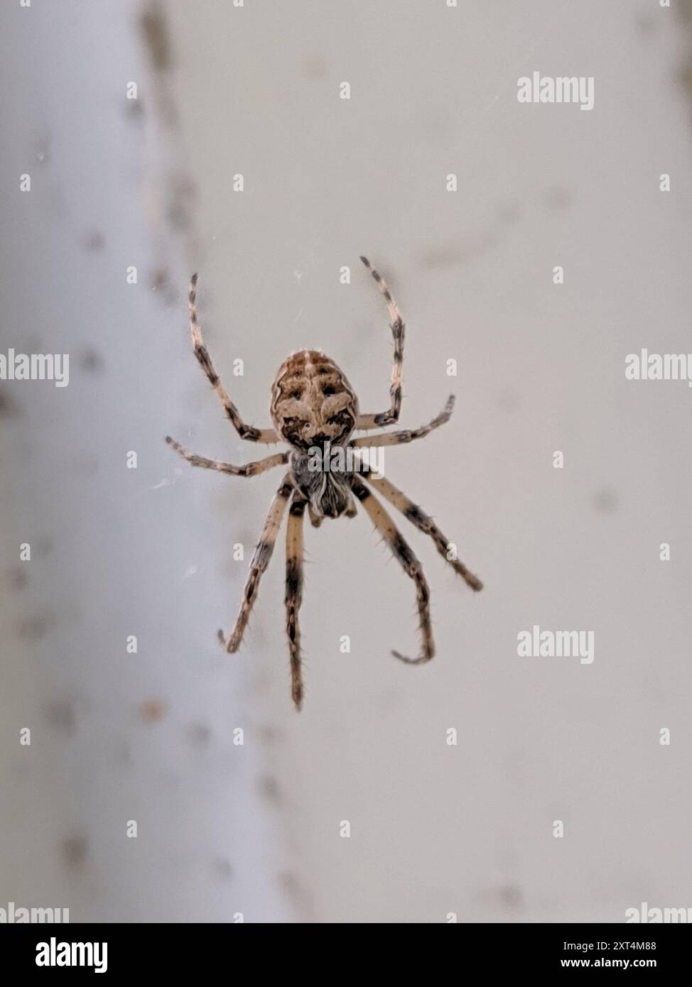 Grey Cross Spider (Larinioides sclopetarius) Arachnida Stock Photo - Alamy