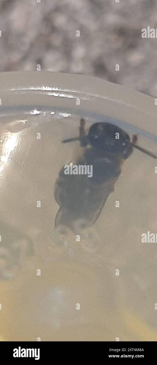 Mining Bees (Andrena) Insecta Stock Photo - Alamy