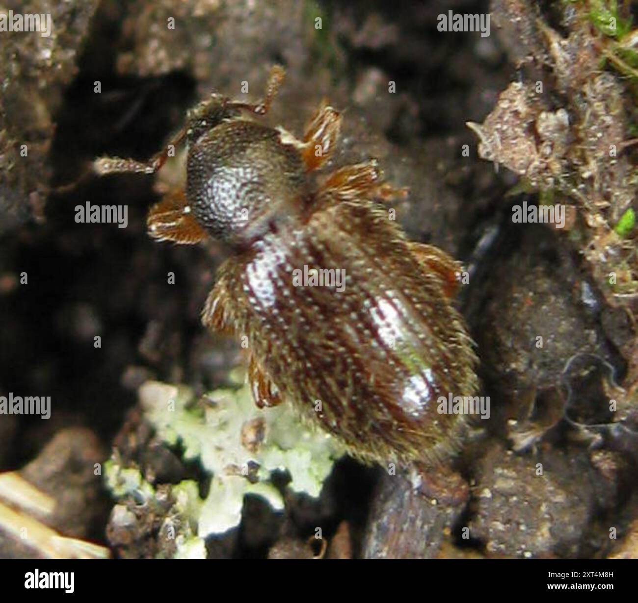 Hairy Spider Weevil (Barypeithes pellucidus) Insecta Stock Photo - Alamy