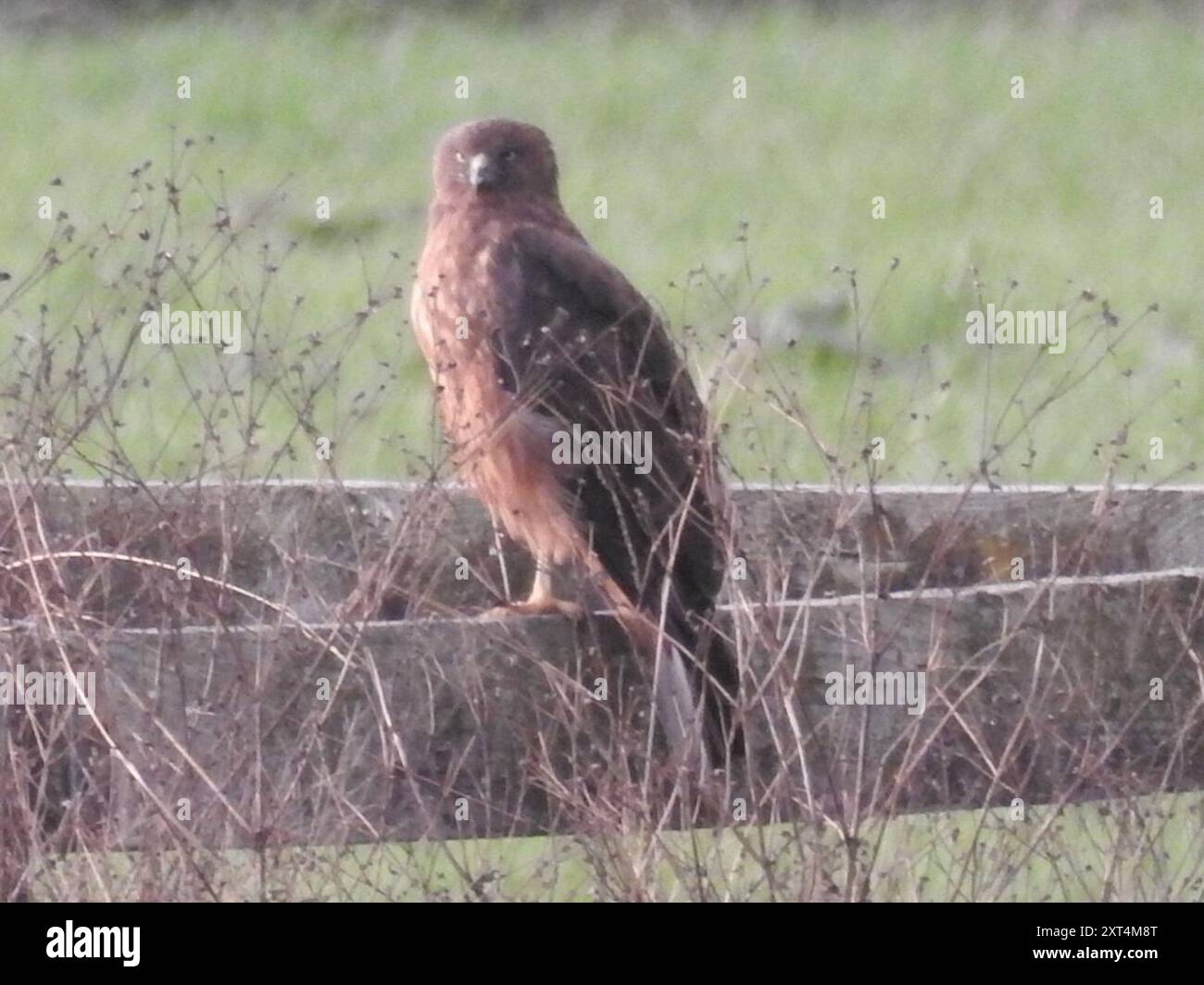 Swamp Harrier (Circus approximans) Aves Stock Photo - Alamy