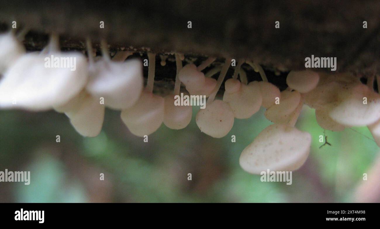 bladder stalks (Physalacria inflata) Fungi Stock Photo - Alamy