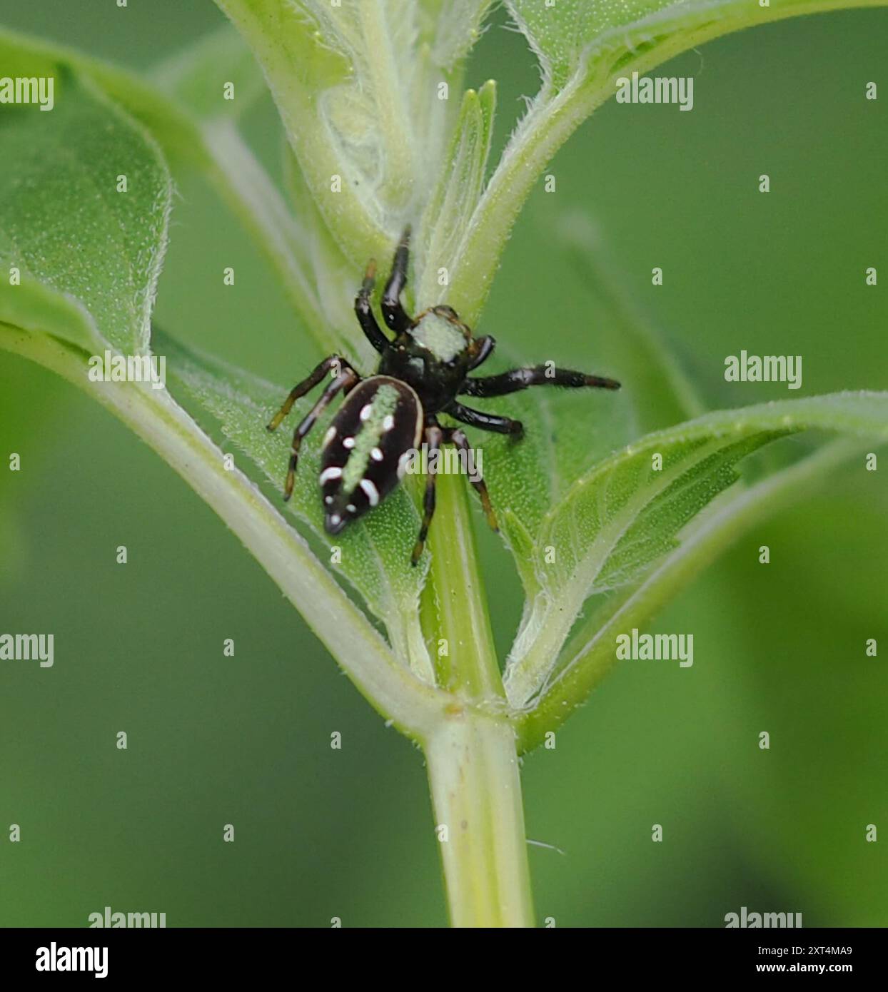 Golden Jumping Spider (Paraphidippus aurantius) Arachnida Stock Photo ...