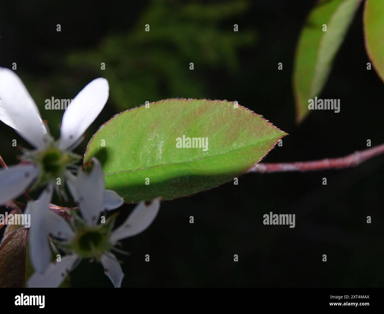 common serviceberry (Amelanchier arborea) Plantae Stock Photo - Alamy