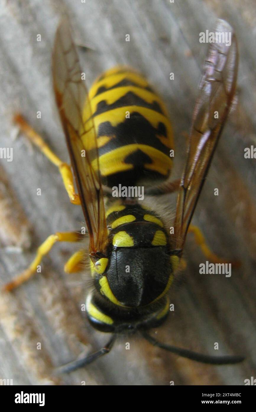German Yellowjacket (Vespula germanica) Insecta Stock Photo - Alamy