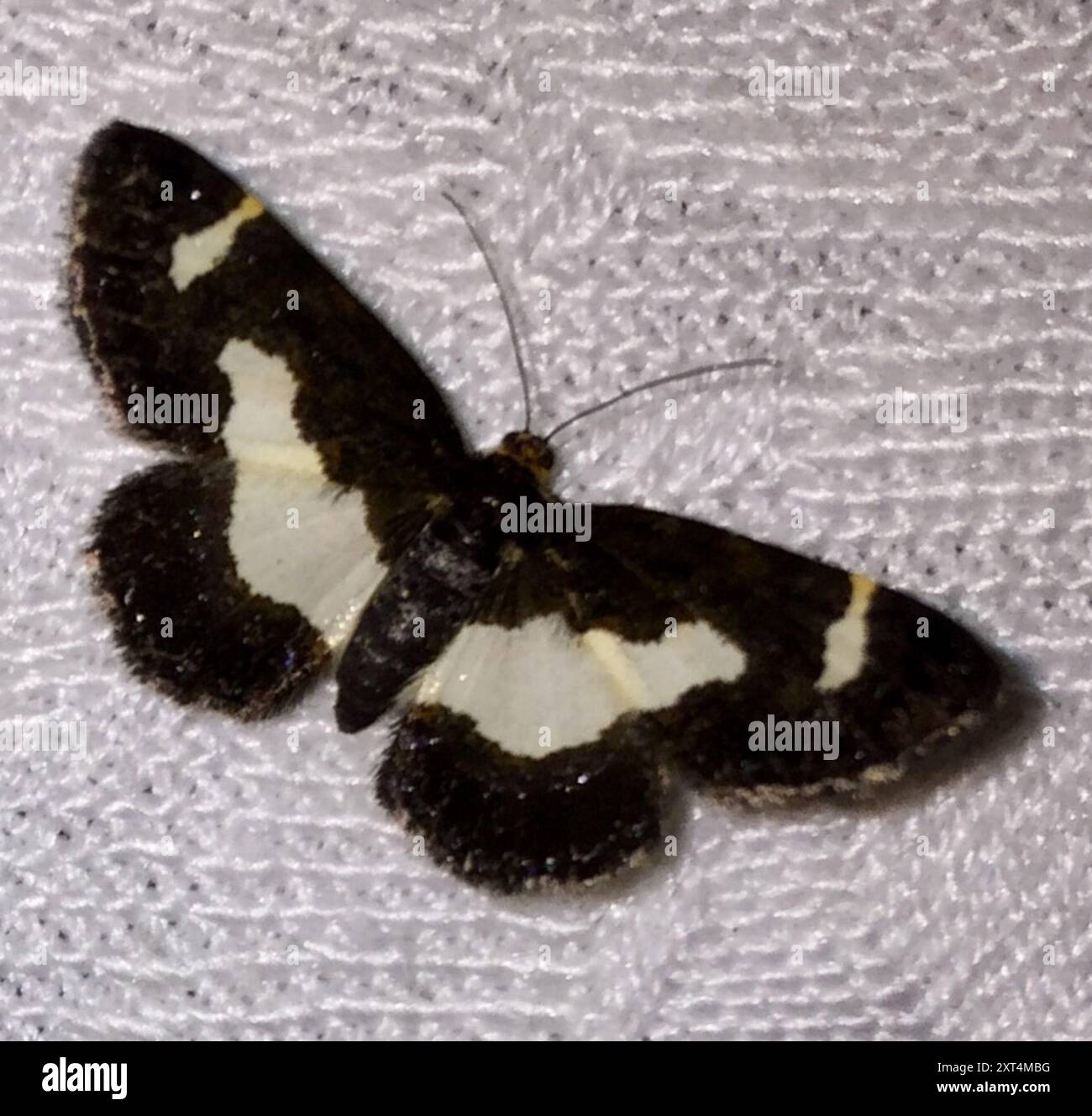 Common Spring Moth (Heliomata cycladata) Insecta Stock Photo - Alamy