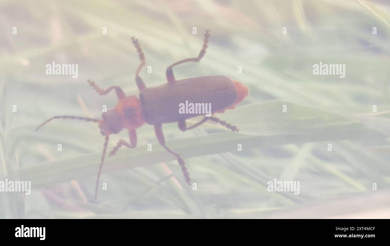 Rustic Sailor Beetle (Cantharis rustica) Insecta Stock Photo - Alamy
