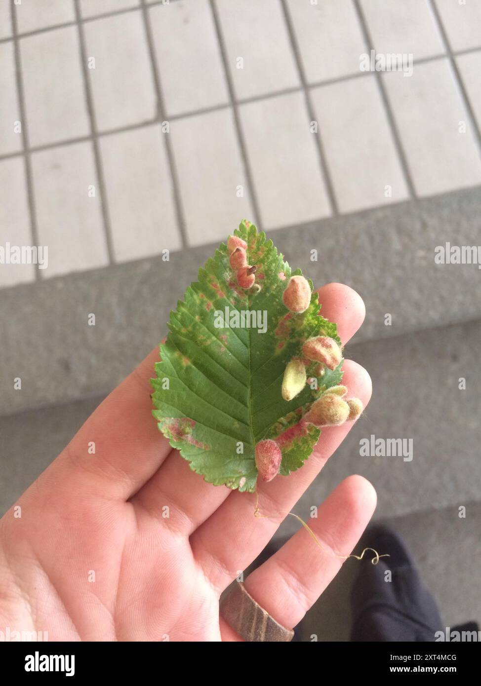 Elm Sack Gall Aphid (Tetraneura ulmi) Insecta Stock Photo - Alamy