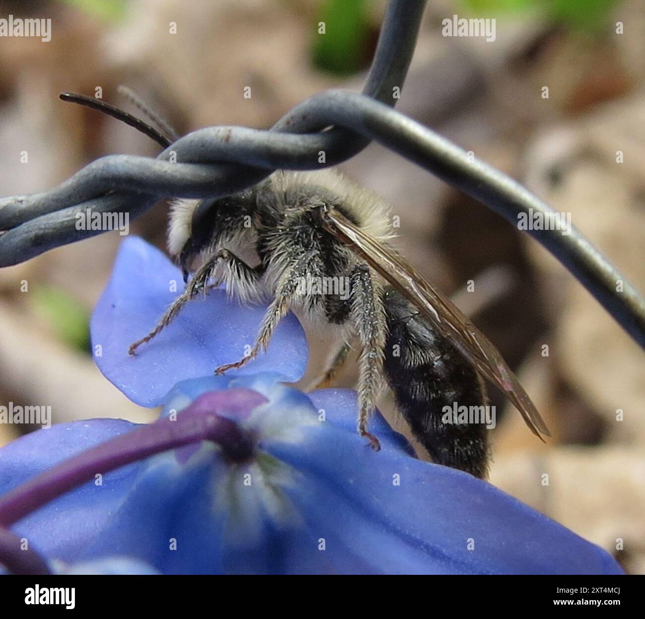 Mining Bees (Andrena) Insecta Stock Photo - Alamy