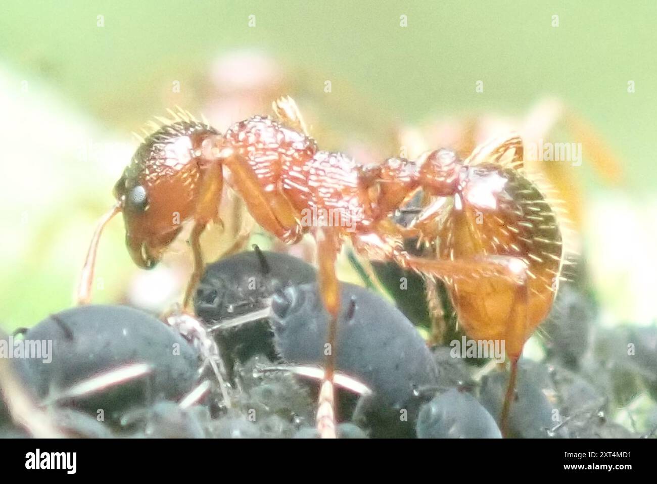 European fire ant (Myrmica rubra) Insecta Stock Photo - Alamy