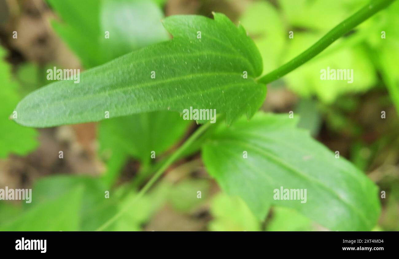 bulbous cress (Cardamine bulbosa) Plantae Stock Photo - Alamy