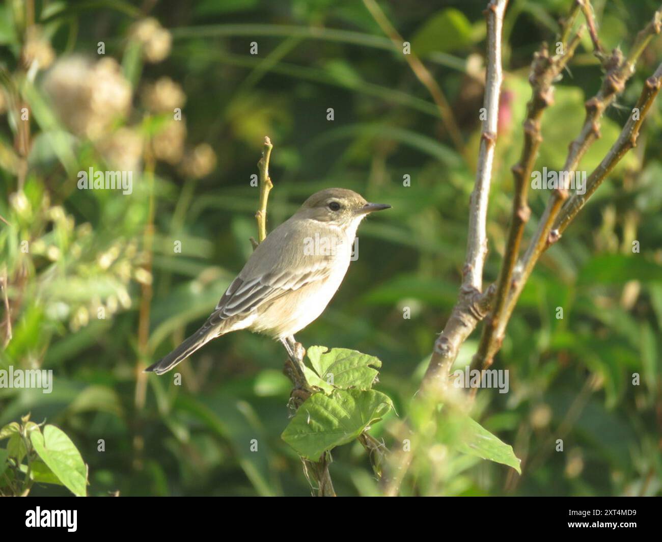 Lesser Shrike-Tyrant (Agriornis murinus) Aves Stock Photo - Alamy