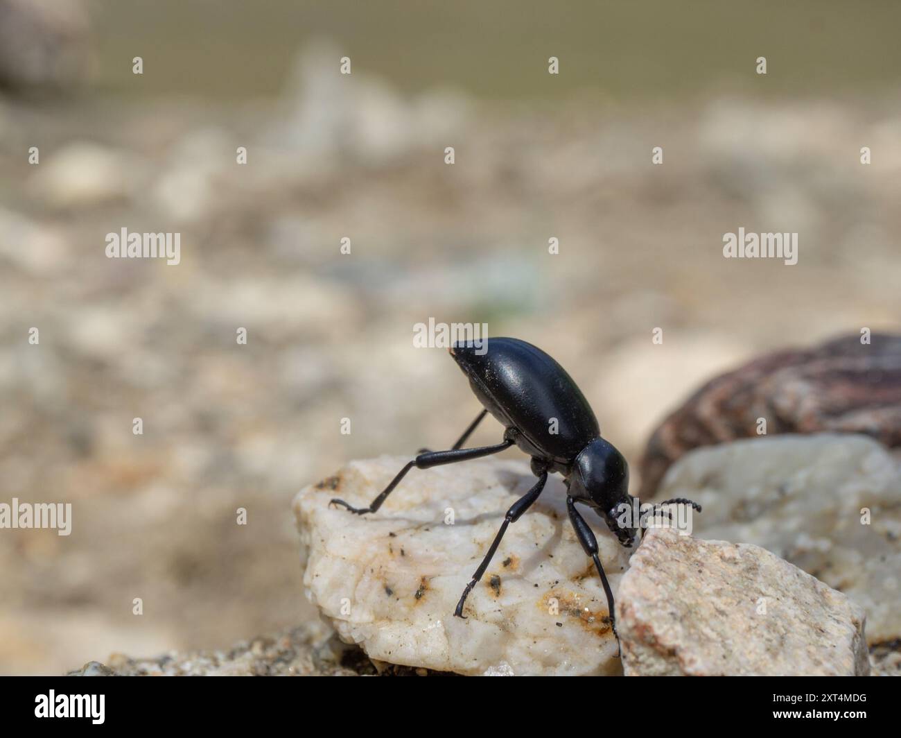 Darkling Beetles (Tenebrionidae) Insecta Stock Photo - Alamy