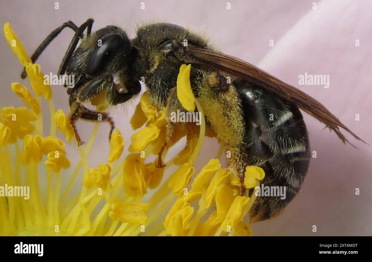 Mining Bees (Andrena) Insecta Stock Photo - Alamy