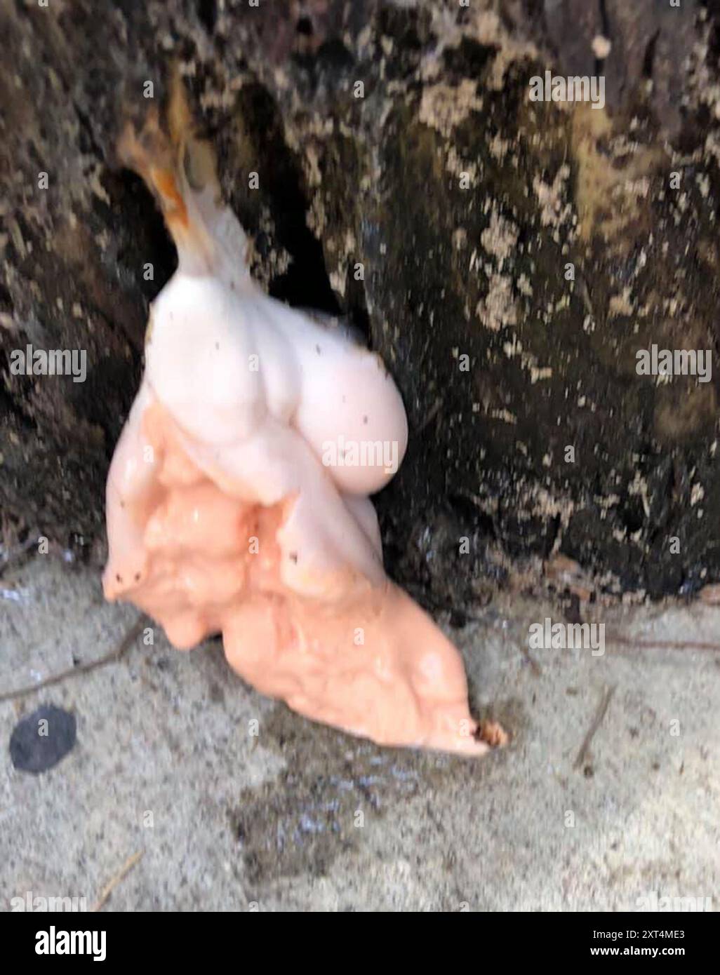 (Lycogala flavofuscum) Protozoa Stock Photo - Alamy