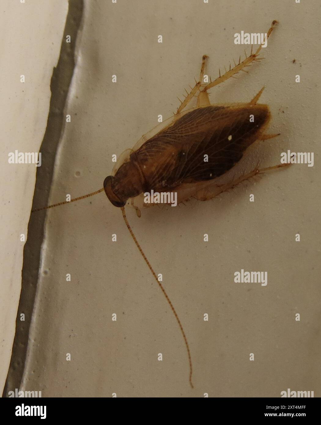 German Cockroach (Blattella germanica) Insecta Stock Photo - Alamy