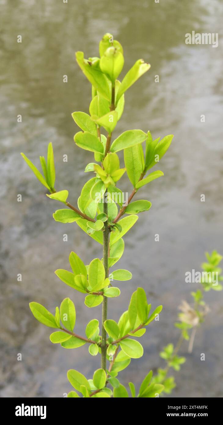 border privet (Ligustrum obtusifolium) Plantae Stock Photo - Alamy