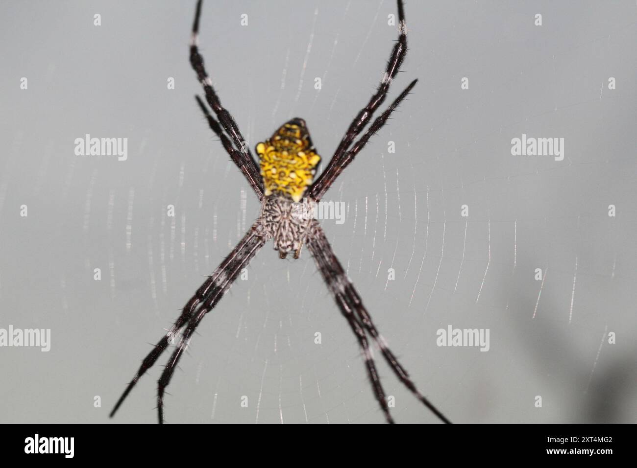 Hawaiian Garden Spider (Argiope appensa) Arachnida Stock Photo - Alamy
