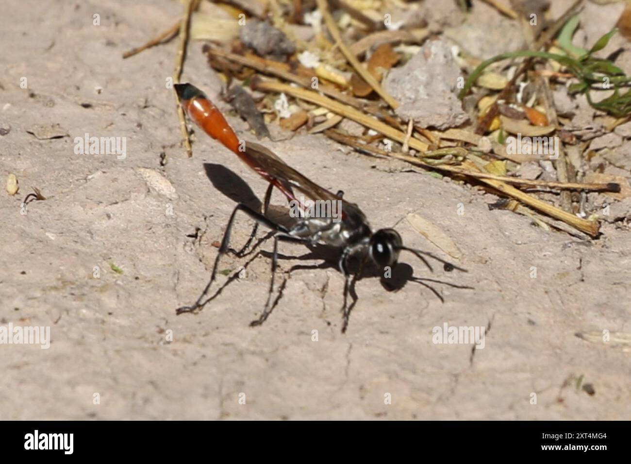 Thread-waisted Sand Wasps (Ammophila) Insecta Stock Photo - Alamy