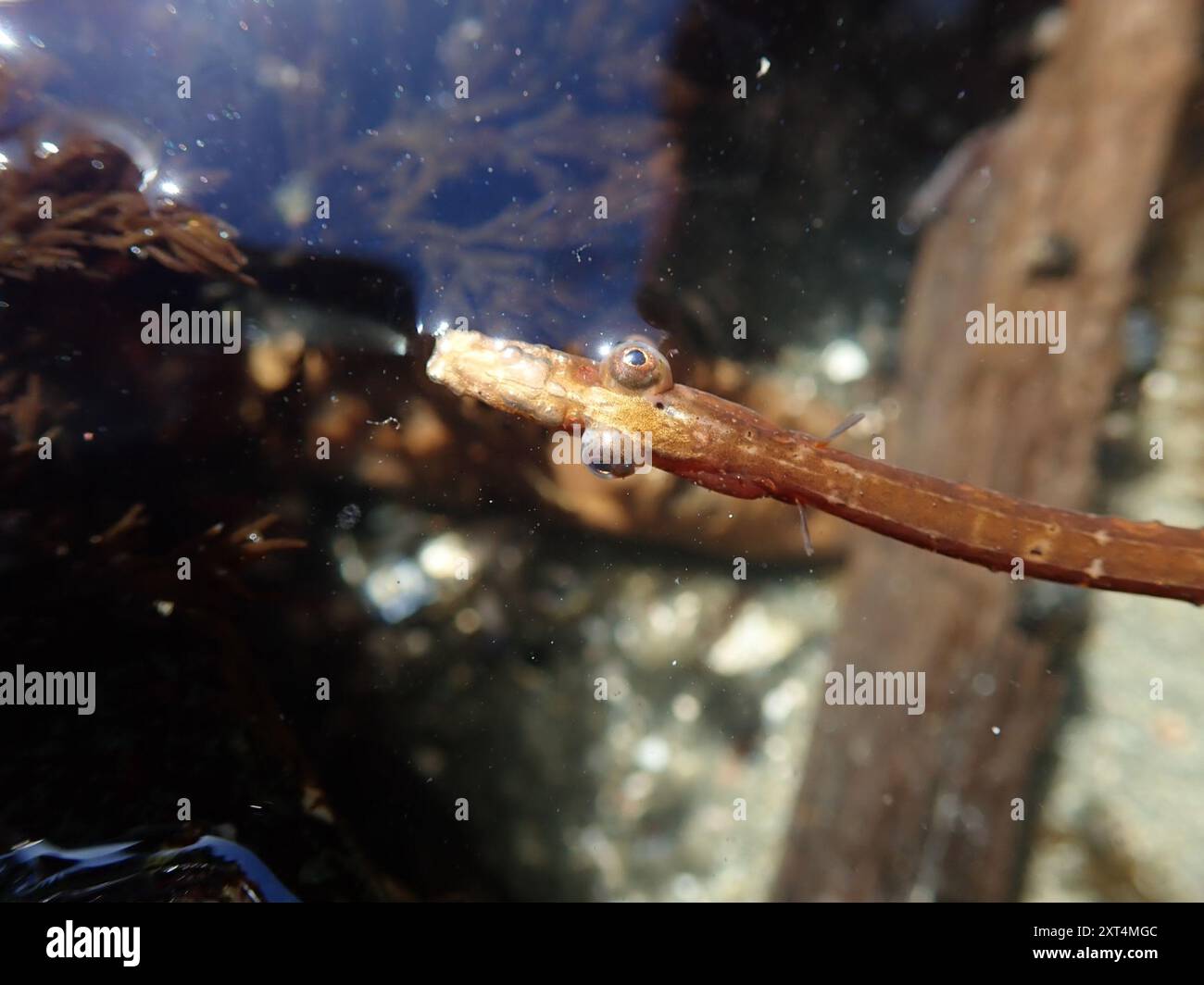 Kelp Pipefish (Syngnathus californiensis) Actinopterygii Stock Photo ...