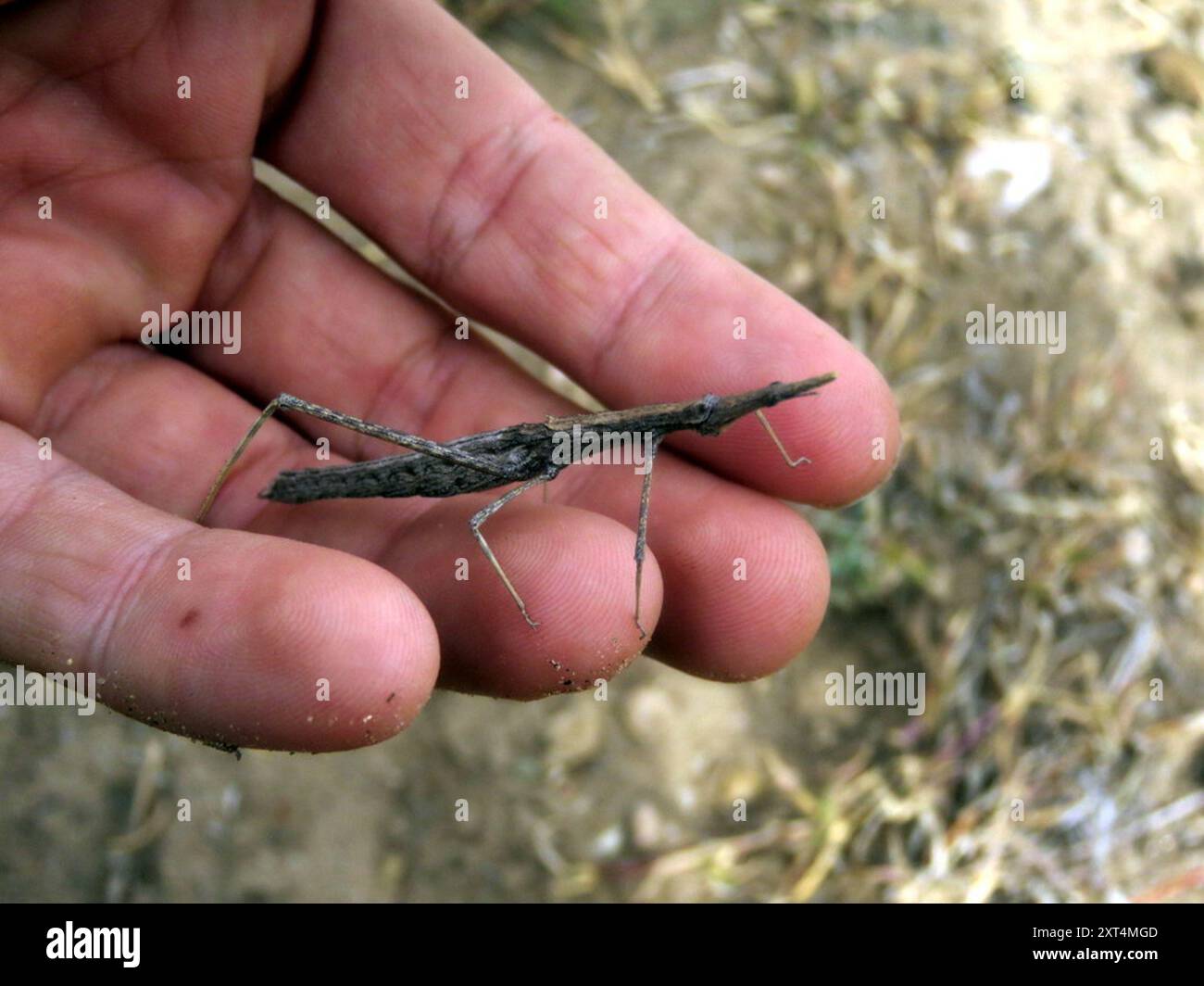 Neotropical Stick Grasshoppers (Proscopiidae) Insecta Stock Photo - Alamy
