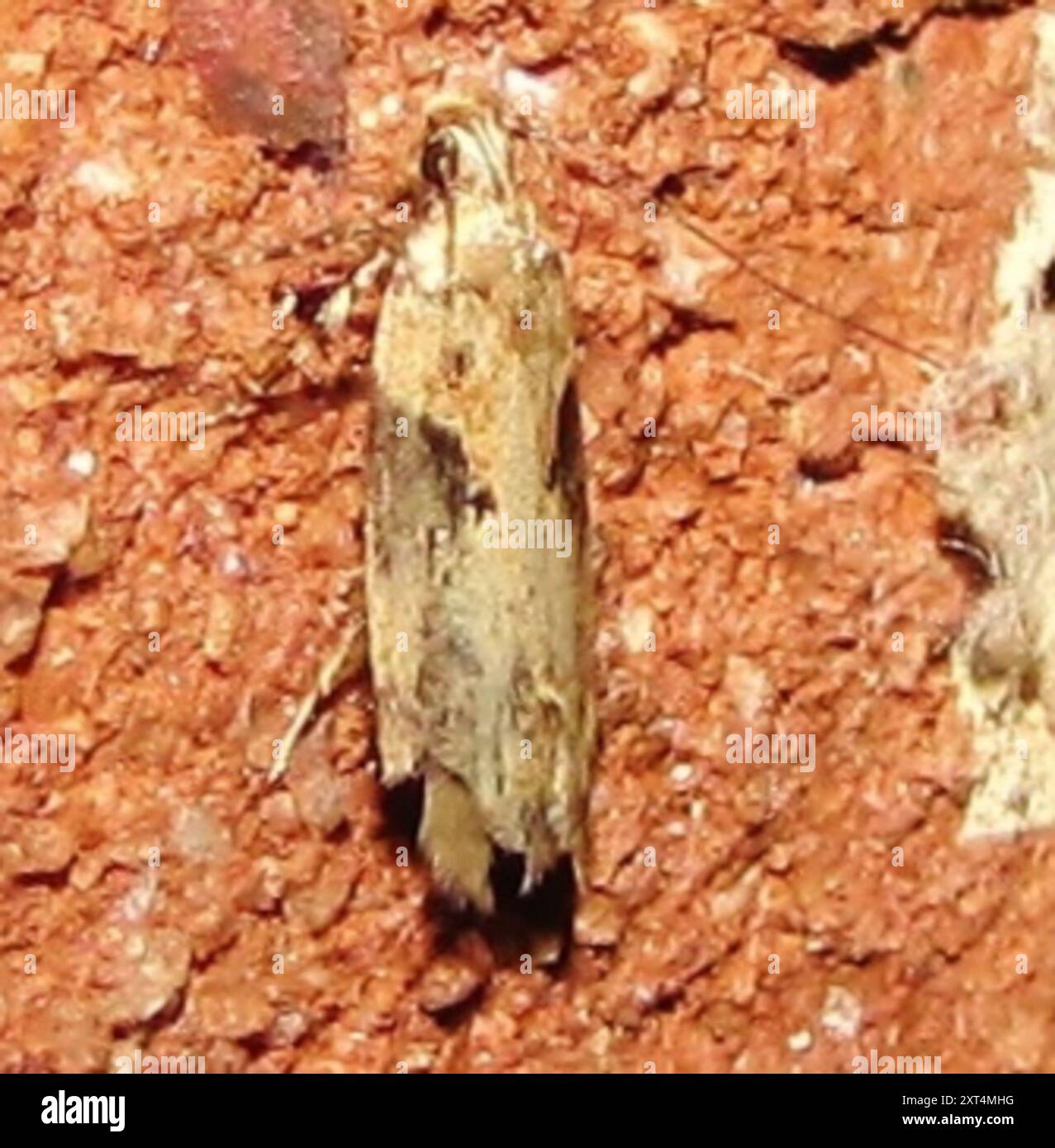 Black-smudged Chionodes Moth (Chionodes mediofuscella) Insecta Stock ...