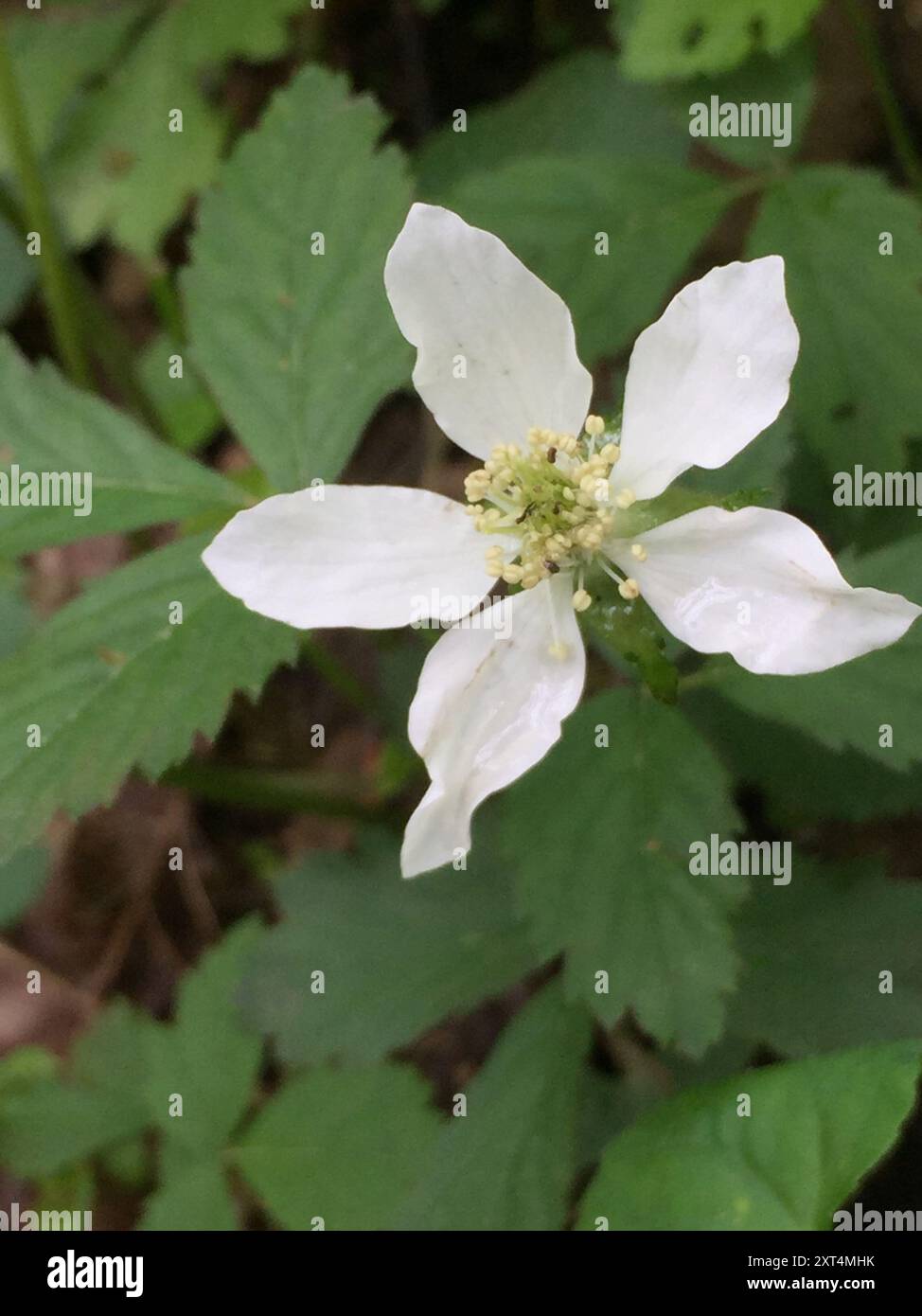 Common Dewberry (Rubus flagellaris) Plantae Stock Photo - Alamy