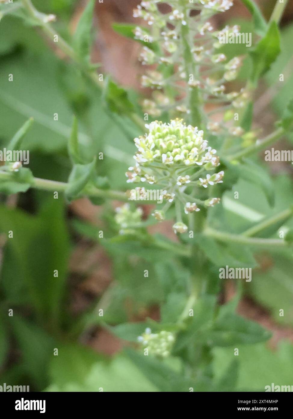field peppergrass (Lepidium campestre) Plantae Stock Photo - Alamy