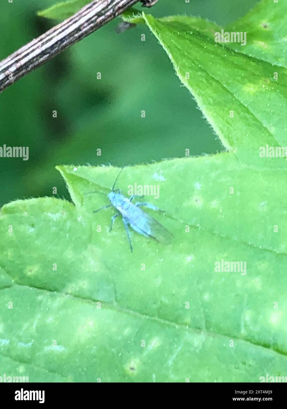 Aphids (Aphididae) Insecta Stock Photo - Alamy