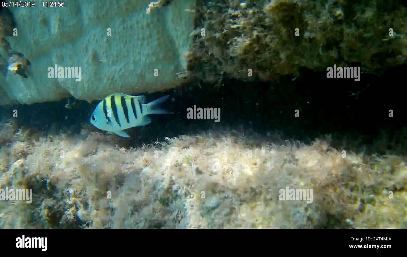 Atlantic Sergeant Major (Abudefduf saxatilis) Actinopterygii Stock ...