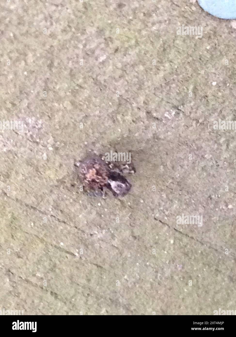 flea jumping spider (Naphrys pulex) Arachnida Stock Photo - Alamy