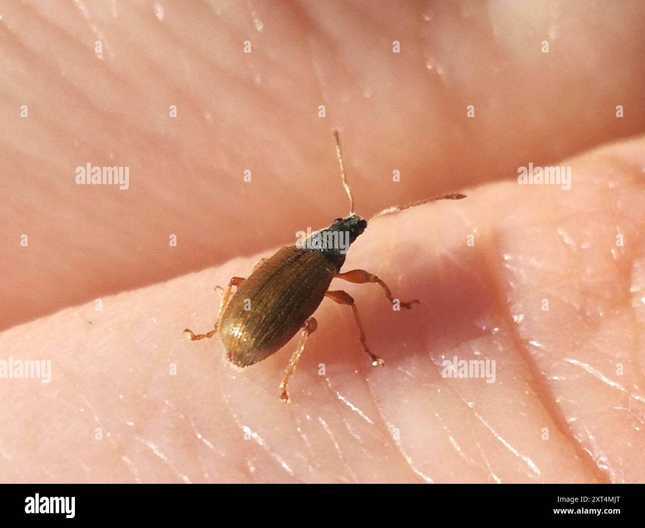 Brown Leaf Weevil (Phyllobius oblongus) Insecta Stock Photo - Alamy