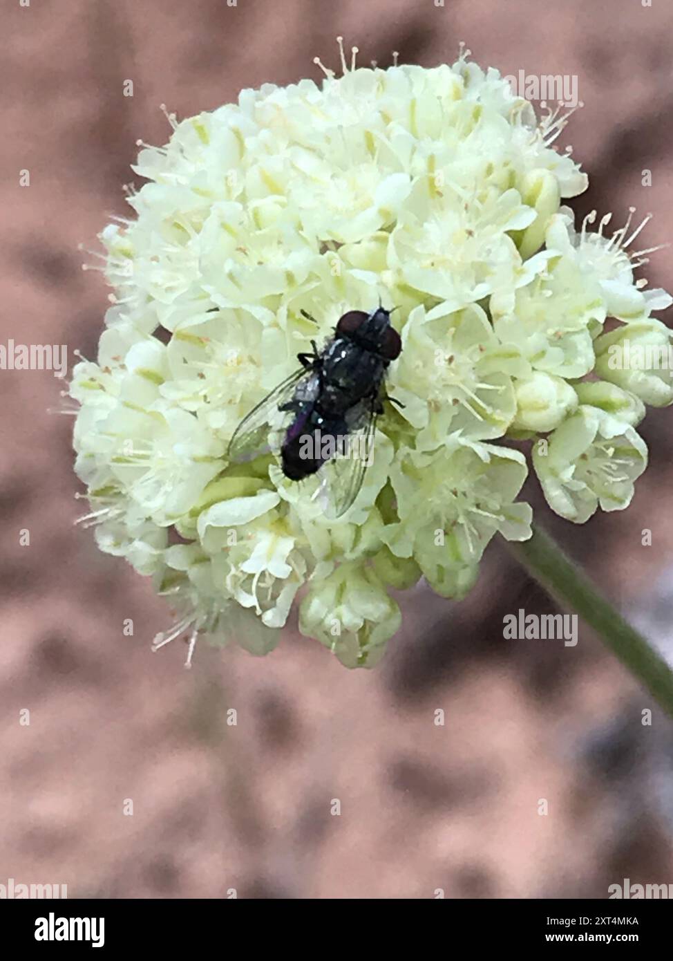 Bristle Flies (Tachinidae) Insecta Stock Photo - Alamy