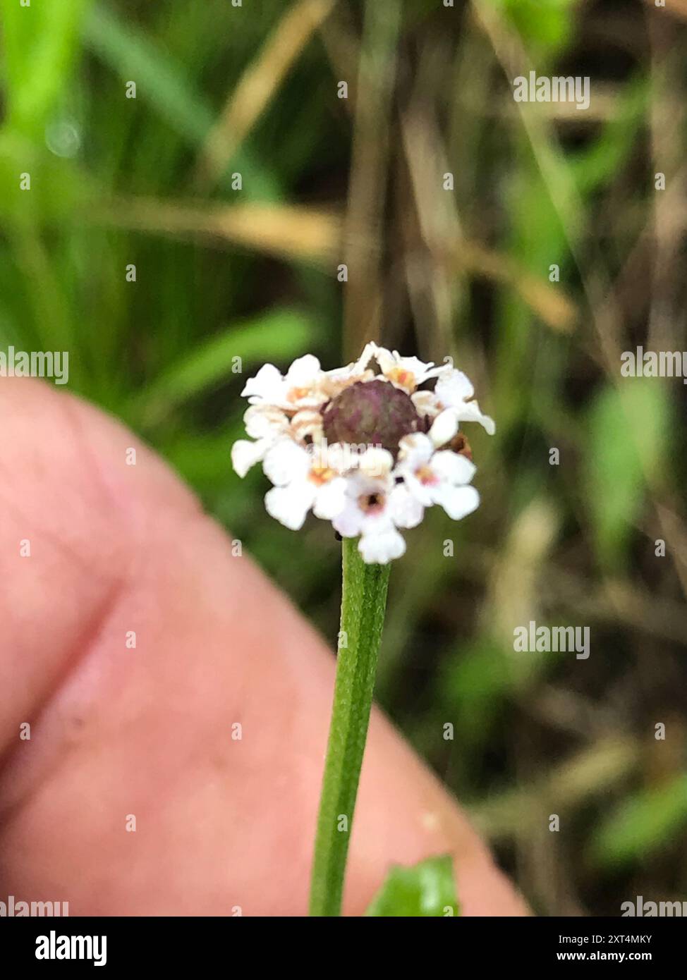 turkey tangle frogfruit (Phyla nodiflora) Plantae Stock Photo - Alamy