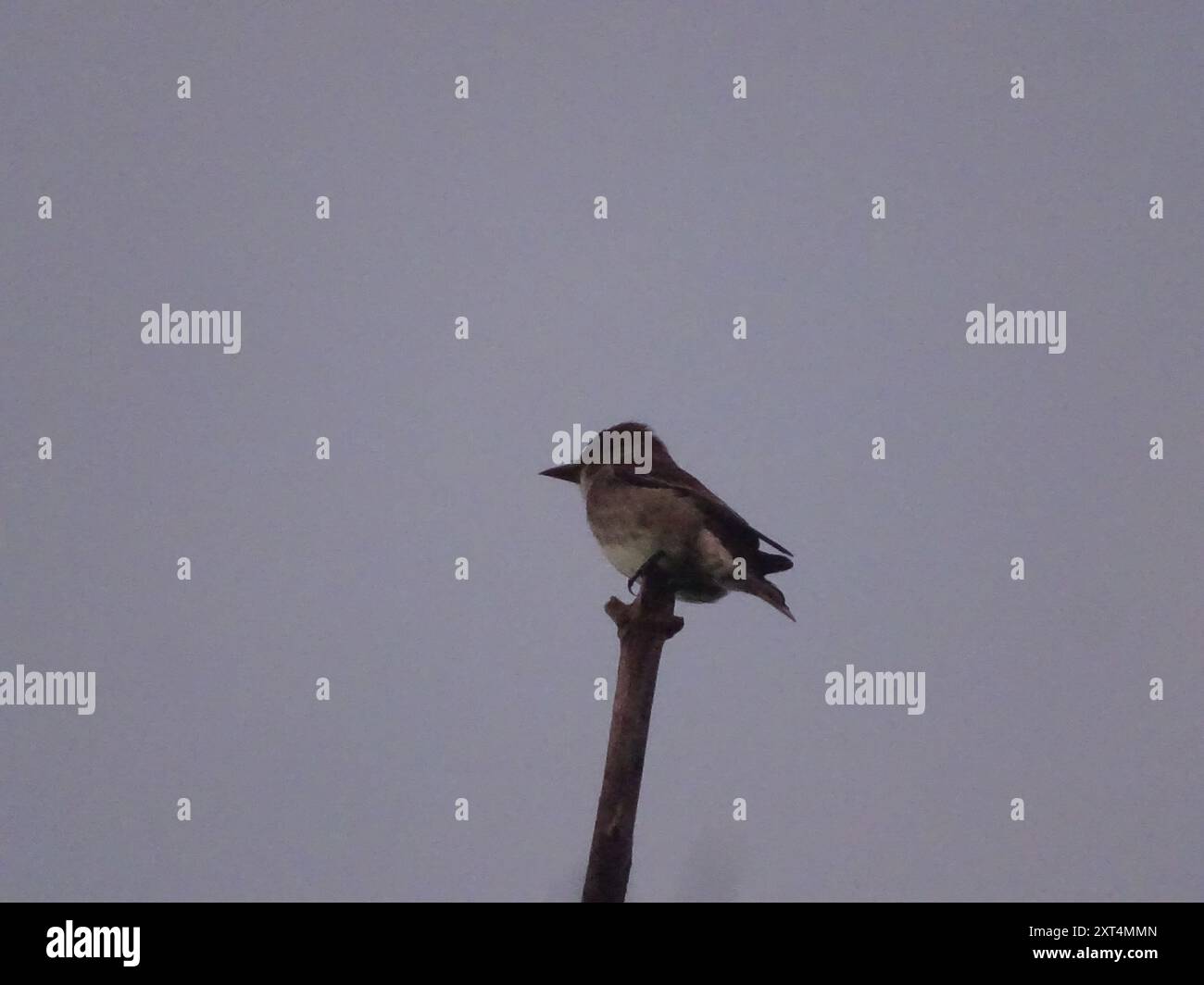Olive-sided Flycatcher (Contopus cooperi) Aves Stock Photo - Alamy
