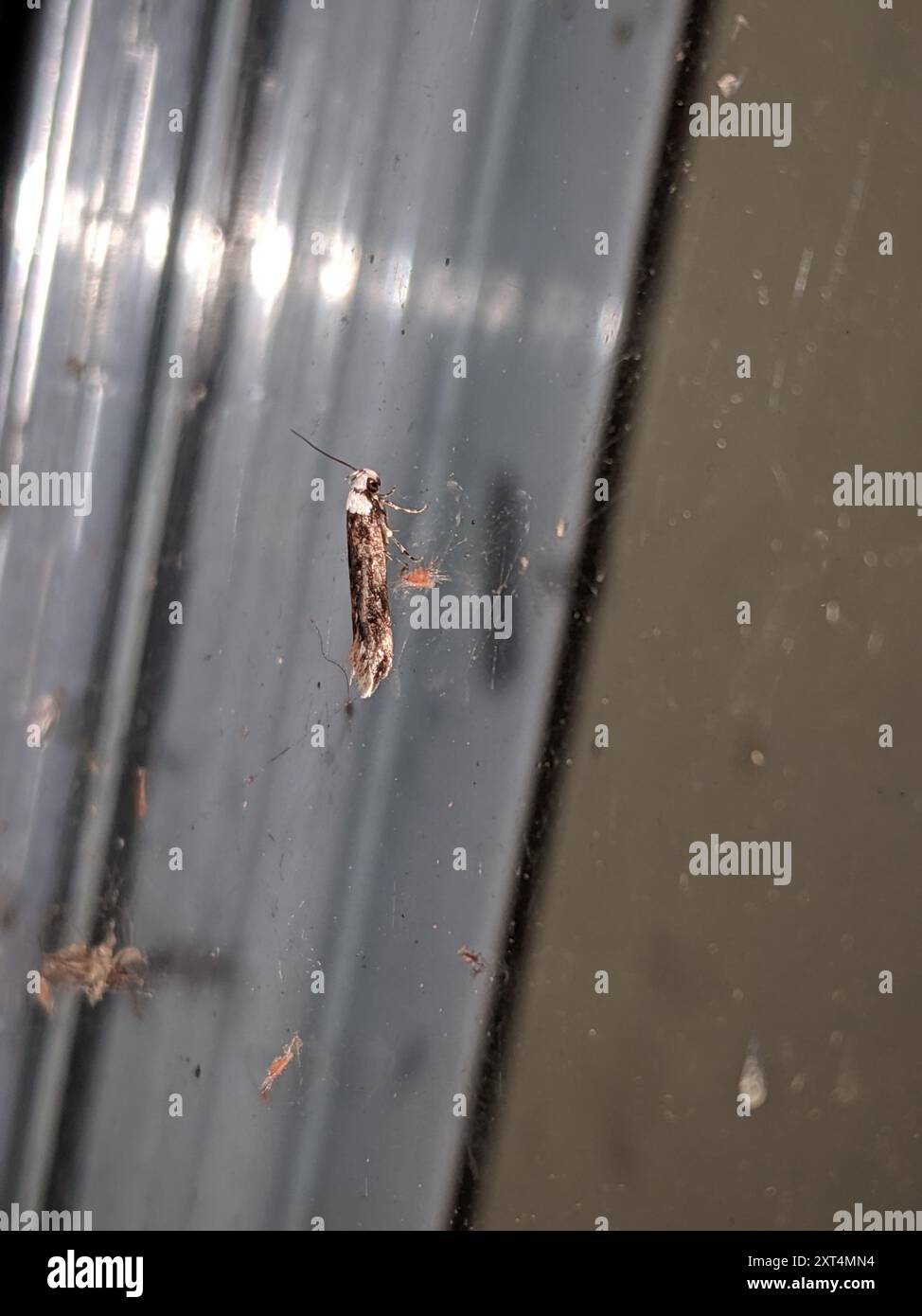 White-shouldered House Moth (Endrosis sarcitrella) Insecta Stock Photo ...