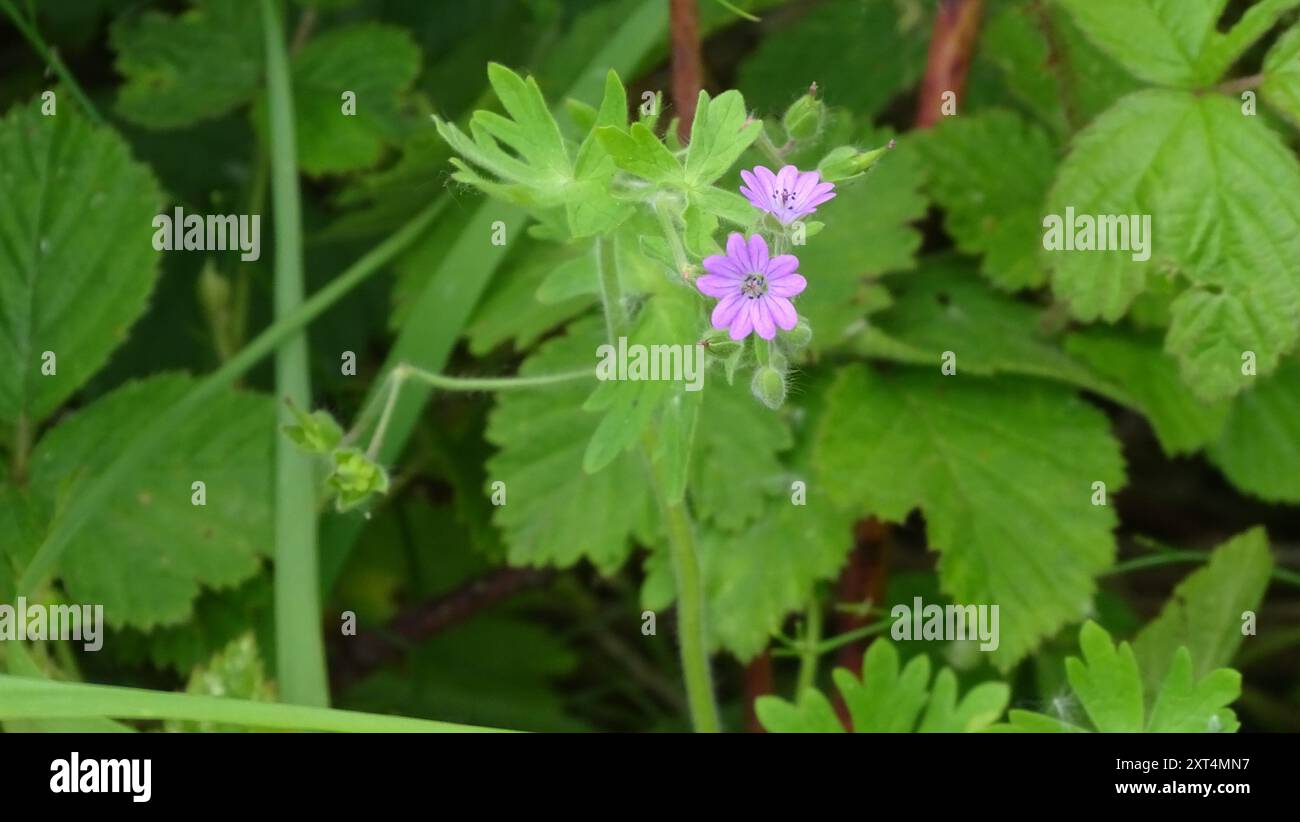 Dove's-foot crane's-bill (Geranium molle) Plantae Stock Photo - Alamy